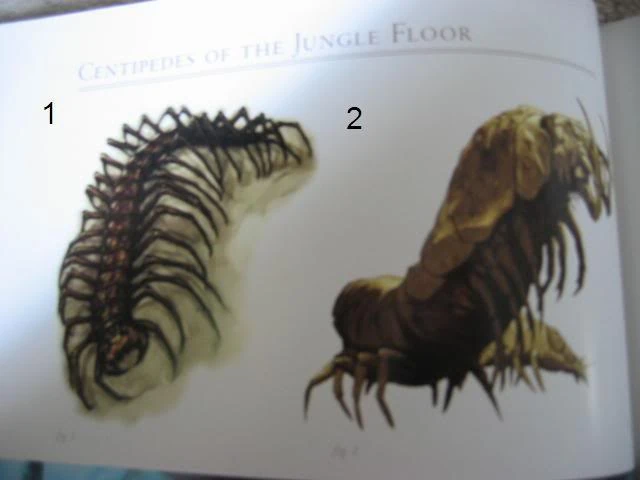 Centipedes of the Jungle Floor | Speculative Evolution Wiki | Fandom