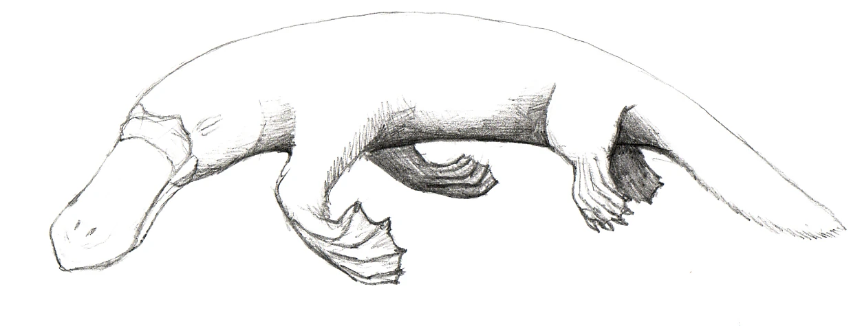 Category:Monotremes | Speculative Evolution Wiki | Fandom