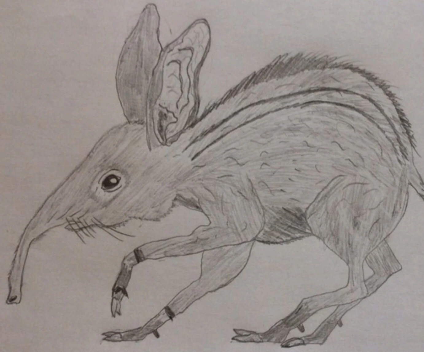 Spec Mammalia: Macroscelidea | Speculative Evolution Wiki | Fandom