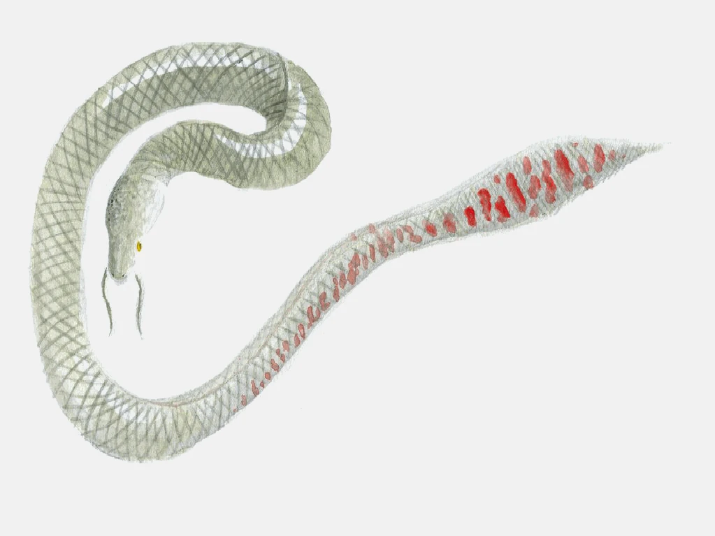 Category:Snakes | Speculative Evolution Wiki | Fandom