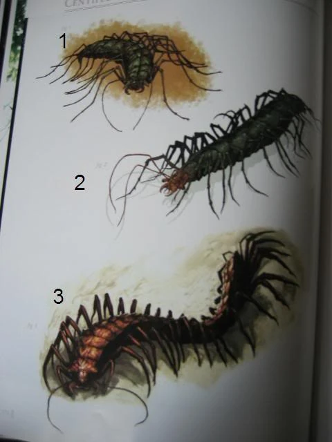 Centipedes of the Jungle Canopy | Speculative Evolution Wiki | Fandom
