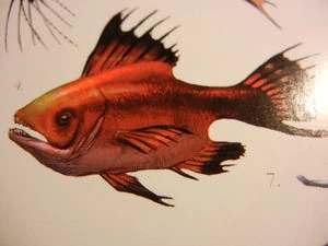 Bloodfish | Speculative Evolution Wiki | Fandom