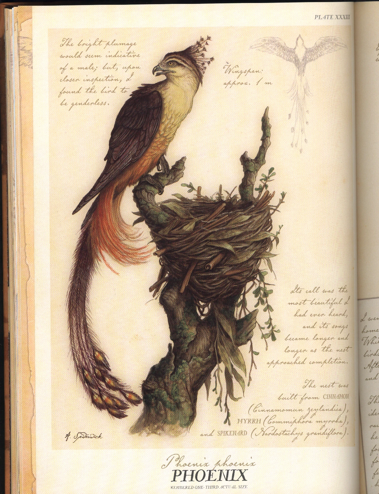 Phoenix | Spiderwick Chronicles Wiki | FANDOM powered by Wikia