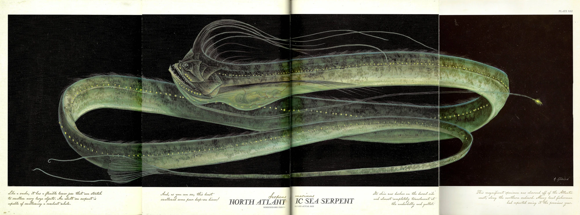 Sea Serpent | Spiderwick Chronicles Wiki | Fandom