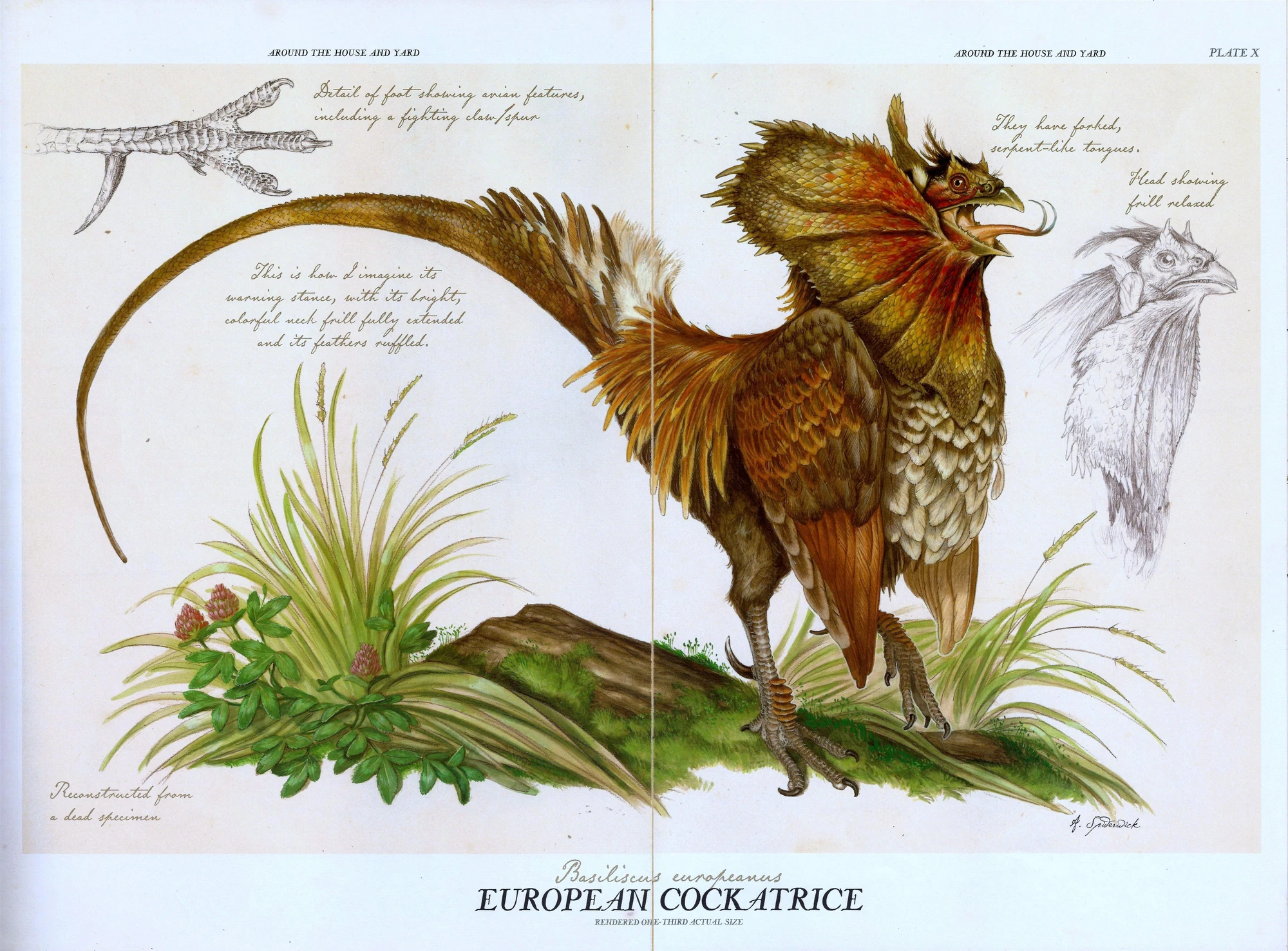 Cockatrice | Spiderwick Chronicles Wiki | FANDOM powered by Wikia