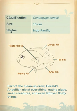 Herald's Angelfish | Splash: Underwater Sanctuary Wiki | Fandom