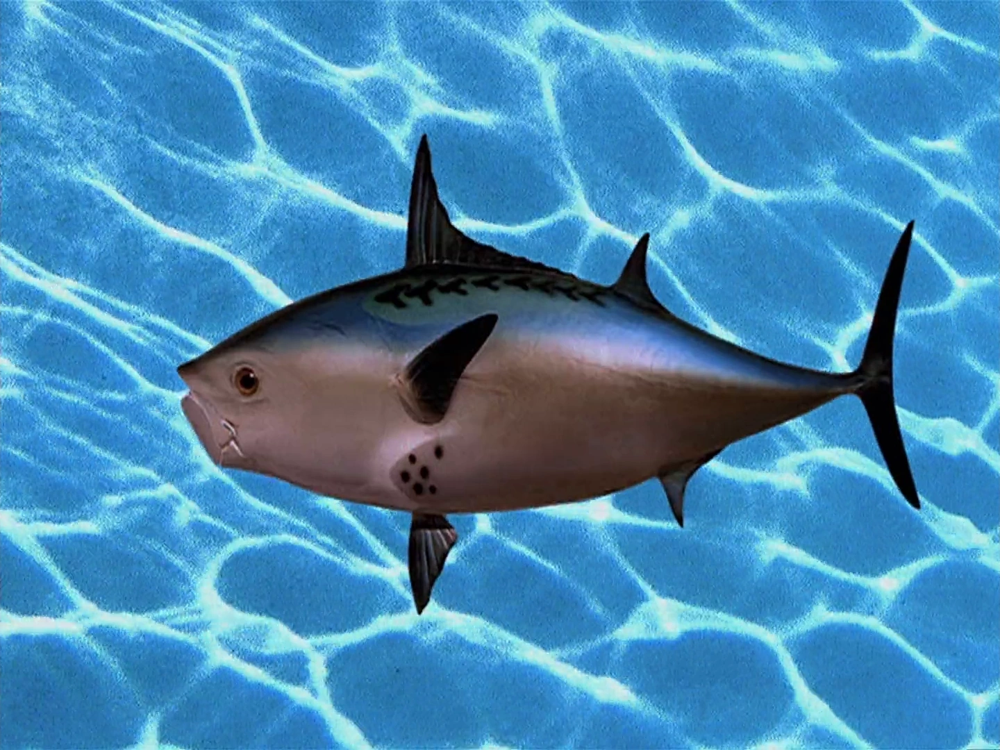 Image - SpongeBob Intro 1999 (15).png | Encyclopedia SpongeBobia ...