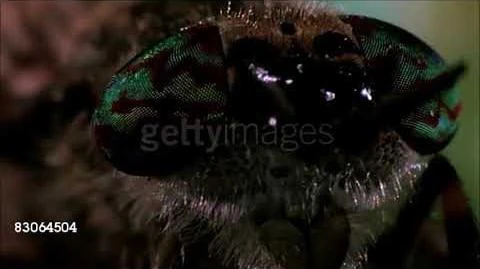 Video - Wormy Monster close up | Encyclopedia SpongeBobia | FANDOM ...