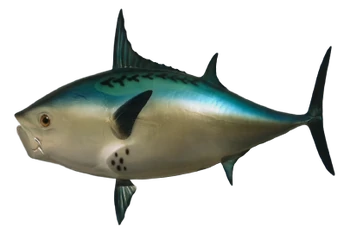 Realistic Fish Head | Encyclopedia SpongeBobia | Fandom