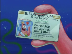 List of driver's licenses | Encyclopedia SpongeBobia | FANDOM powered ...