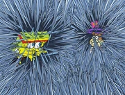 Prehibernation Week | Encyclopedia SpongeBobia | Fandom