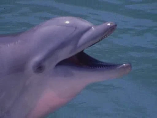 Live-action dolphins | Encyclopedia SpongeBobia | FANDOM powered by Wikia