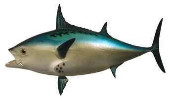 Realistic Fish Head | Encyclopedia SpongeBobia | Fandom