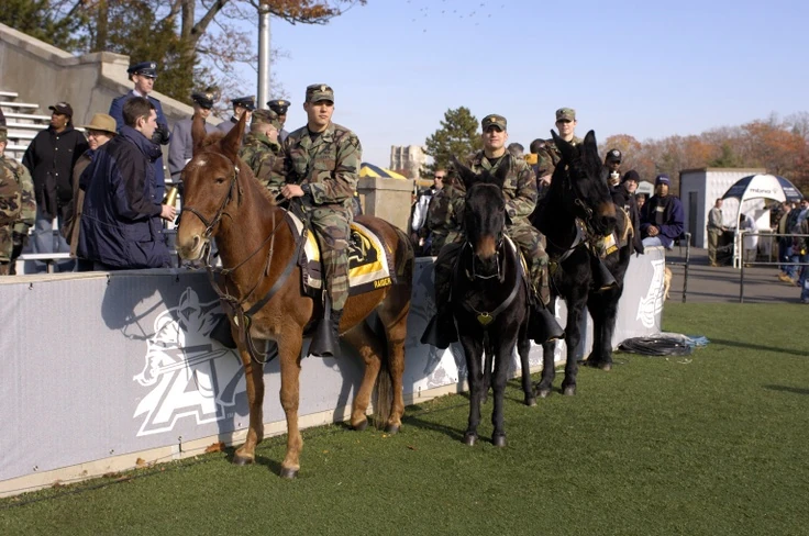 Army Mules (United States Military Academy) | SportsMascots Wikia ...
