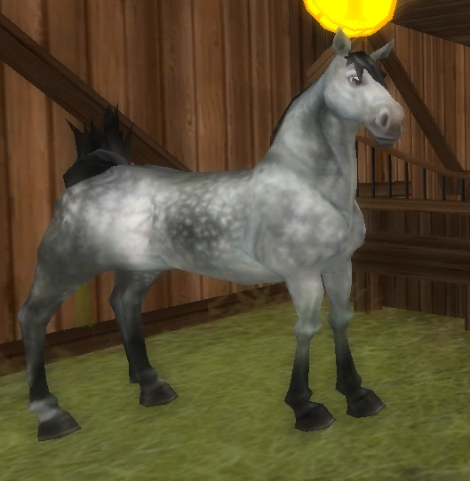 Morab | Star Stable Wiki | Fandom