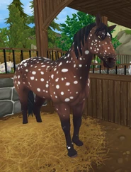 Knabstrupper | Star Stable Wiki | Fandom