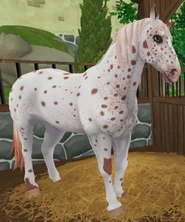 Knabstrupper | Star Stable Wiki | Fandom