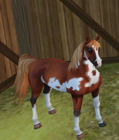 Araberpinto | Star Stable Wiki | Fandom
