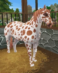 Knabstrupper | Star Stable Wiki | Fandom
