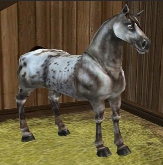 Appaloosa | Star Stable Wiki | Fandom