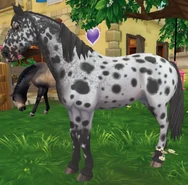 Knabstrupper | Star Stable Wiki | Fandom