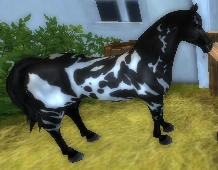 Appaloosa | Star Stable Wiki | FANDOM powered by Wikia