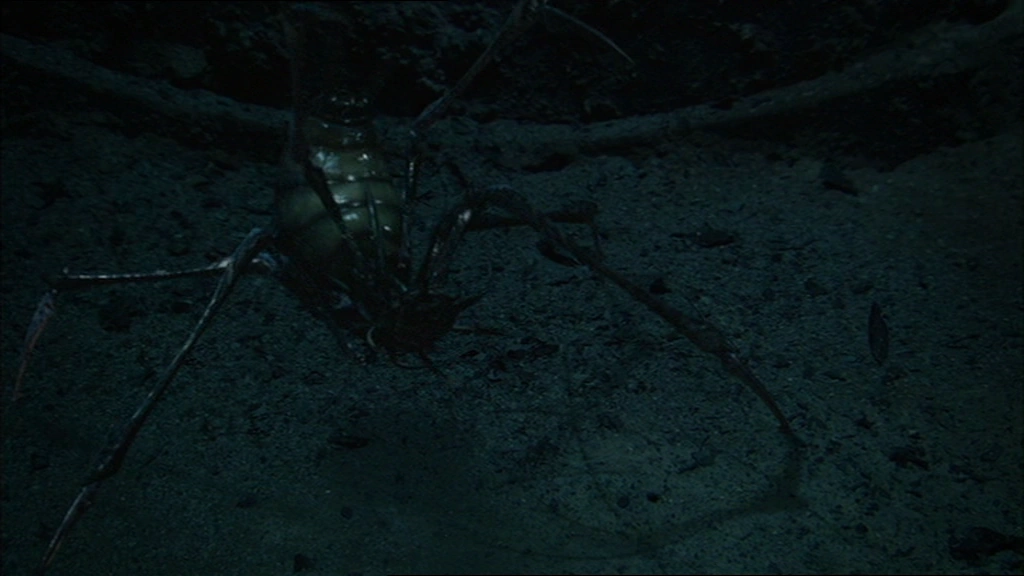 Control Bug | Starship Troopers Wiki | FANDOM powered by Wikia