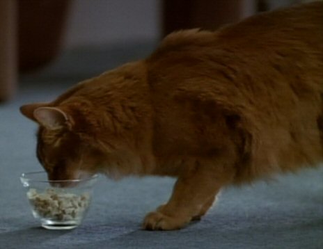 Spot | Memory Beta, non-canon Star Trek Wiki | FANDOM powered by Wikia