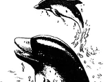 Category:Cetacean sentient species | Wookieepedia | Fandom