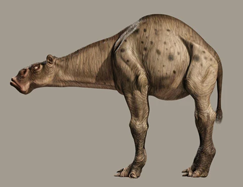 Falumpaset | Wookieepedia | Fandom