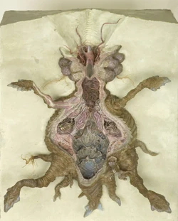 Sarlacc | Star Wars Wiki | FANDOM powered by Wikia