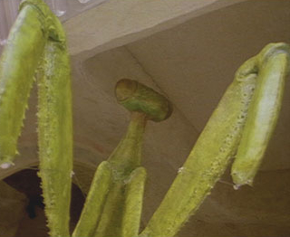 Lit - Insectoid Species | Jedi Council Forums