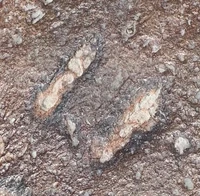 Tooke | Wookieepedia | Fandom