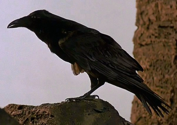 Raven | Wookieepedia | FANDOM powered by Wikia