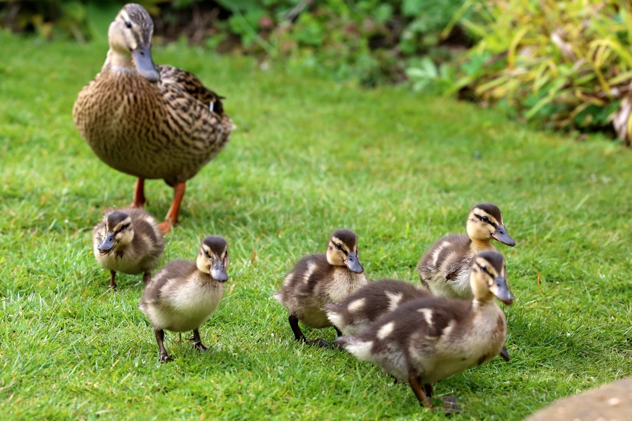 A Duck So Small | Step-inside Wikia | Fandom