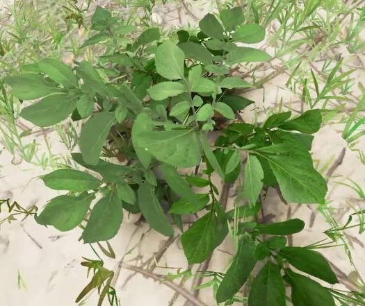 Potatoes | Stranded Deep Wiki | Fandom