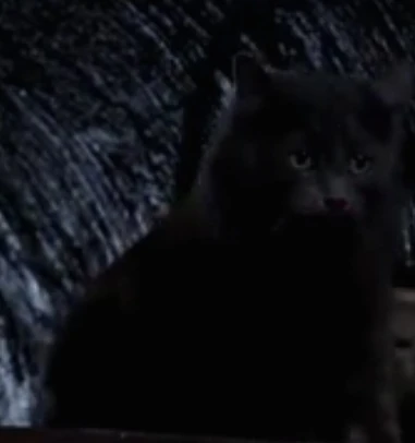 Unnamed Alley Cat | Stuart Little Wiki | Fandom