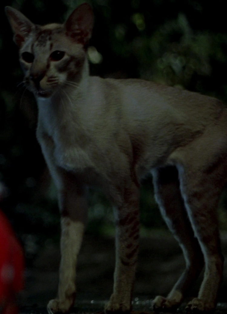 Lucky | Stuart Little Wiki | Fandom