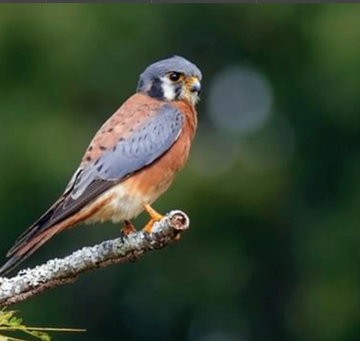 Kestrel | Stupid Wings of Fire Wiki | Fandom