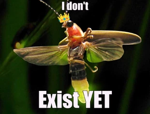 Princess Firefly | Stupid Wings of Fire Wiki | Fandom