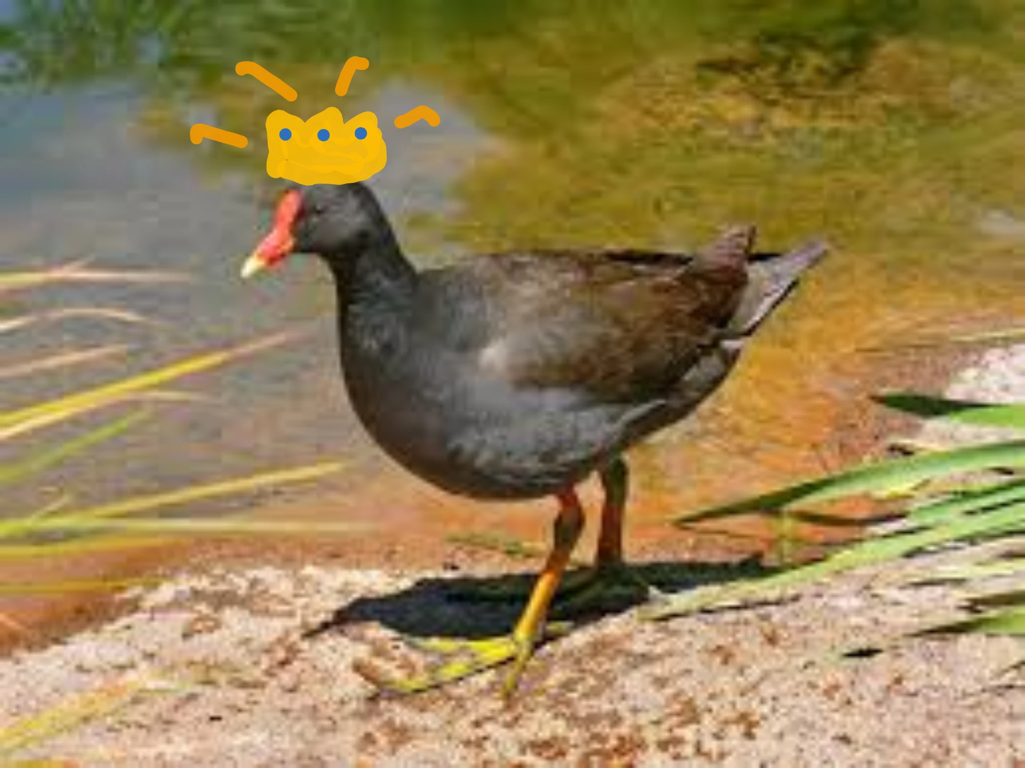 Queen Moorhen | Stupid Wings of Fire Wiki | Fandom