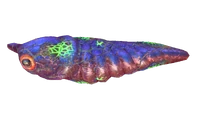 Kharaa Bacterium | Subnautica Wiki | Fandom