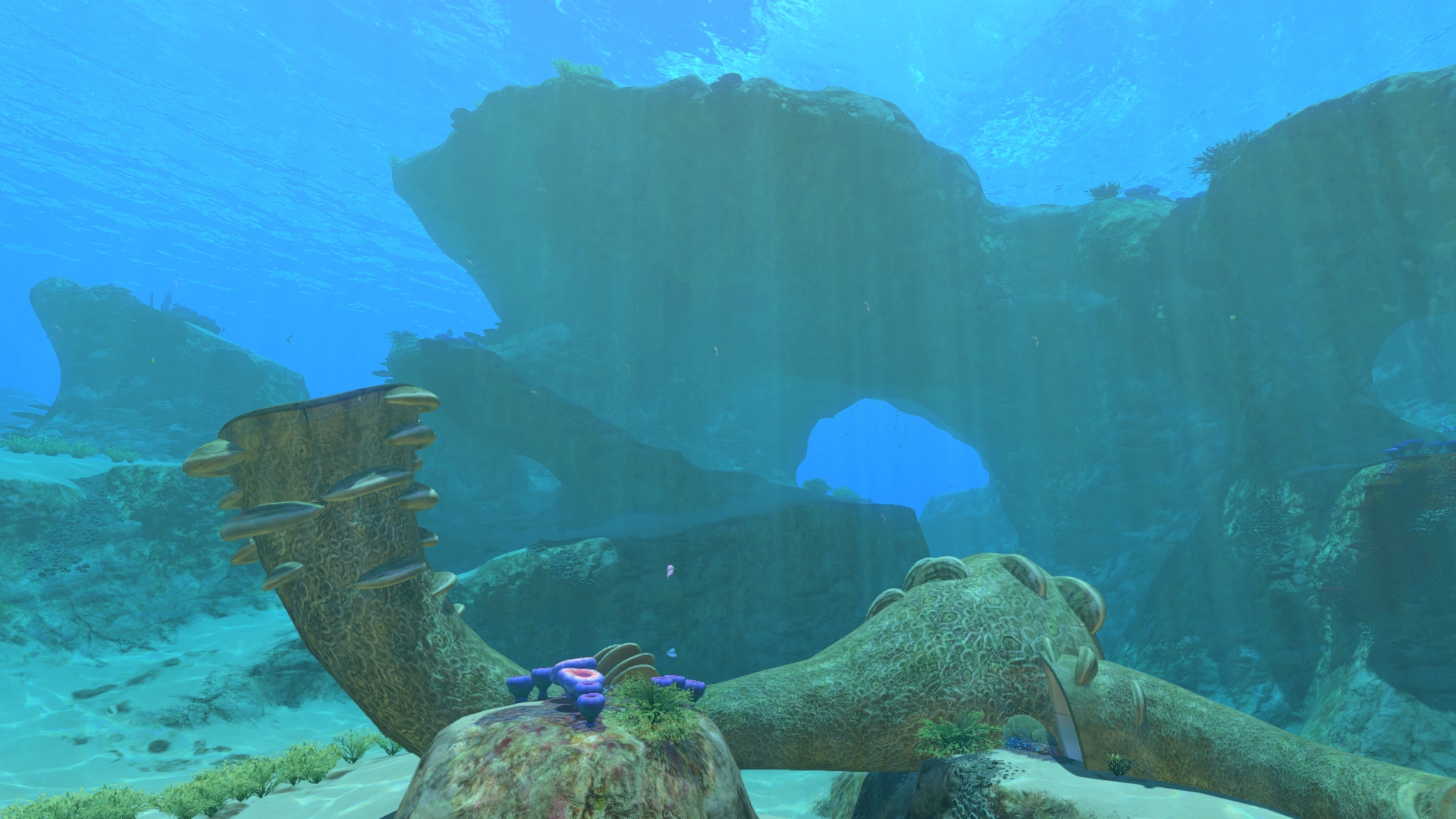 Safe Shallows | Subnautica Wiki | FANDOM powered by Wikia