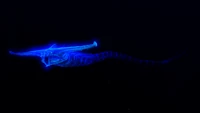 Ghost Leviathan | Subnautica Wiki | Fandom