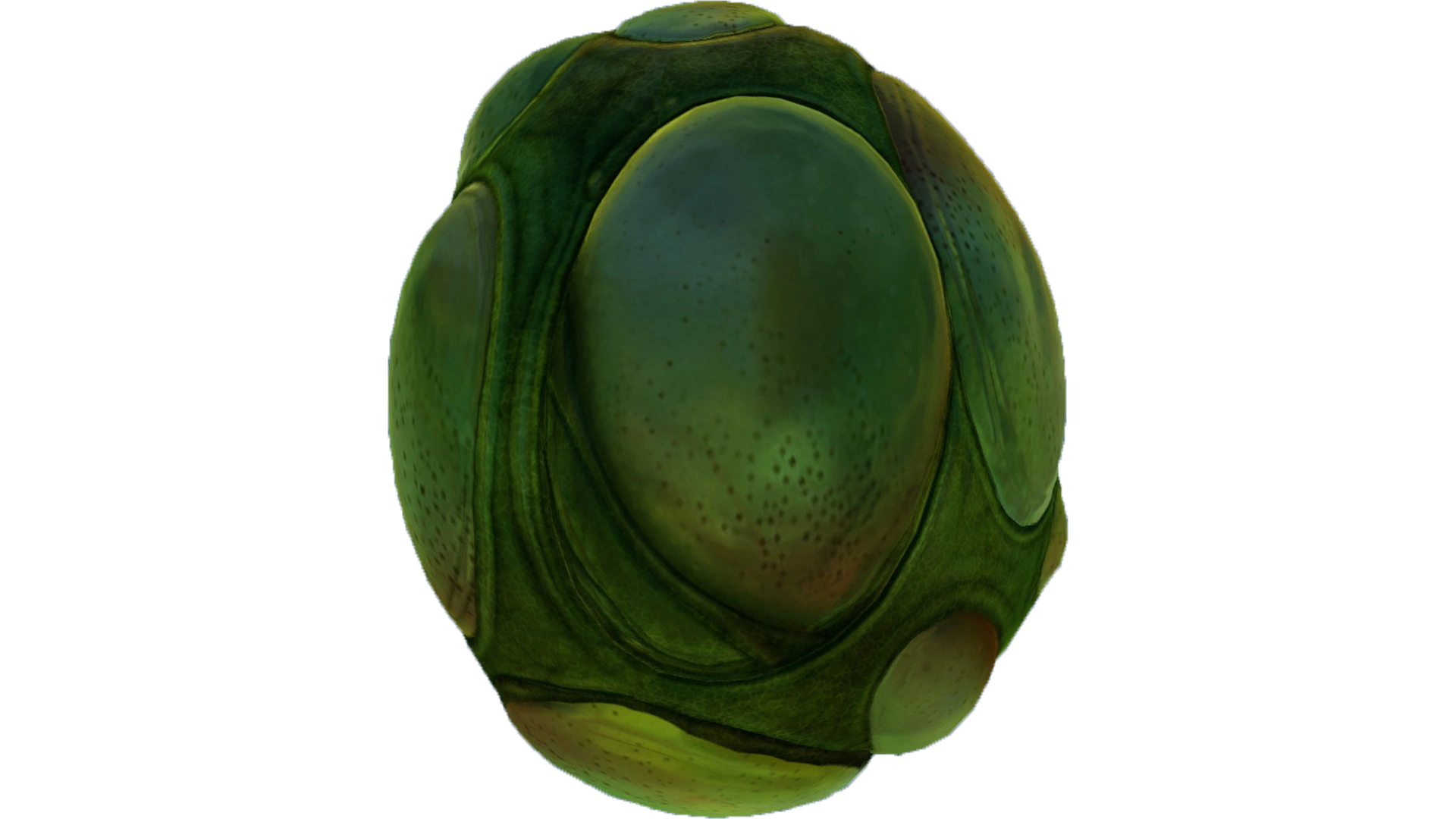 Œufs | Wikia Subnautica | Fandom