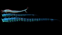 Ghost Leviathan | Subnautica Wiki | Fandom