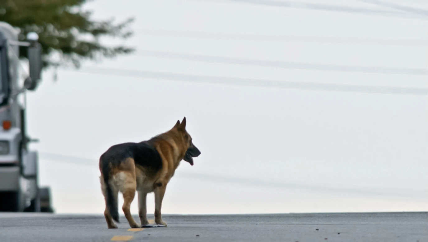 All Dogs Go To Heaven | Supernatural Wiki | Fandom