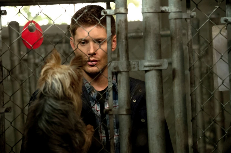 Dog Dean Afternoon | Supernatural Wiki | FANDOM powered by Wikia