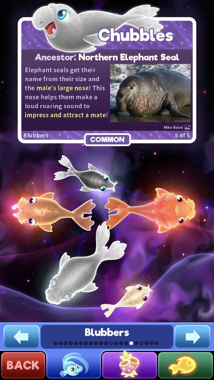 Chubbles | Super Starfish Wiki | Fandom