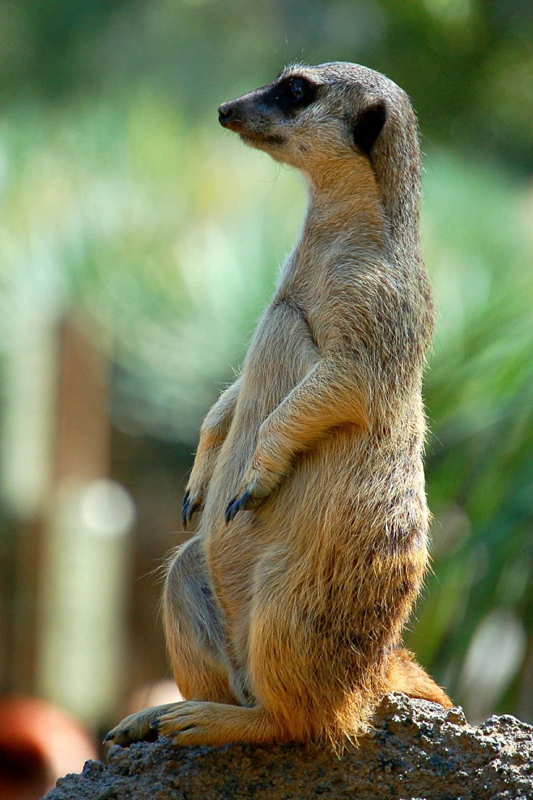 Suricato | Wiki Suricatos | FANDOM powered by Wikia